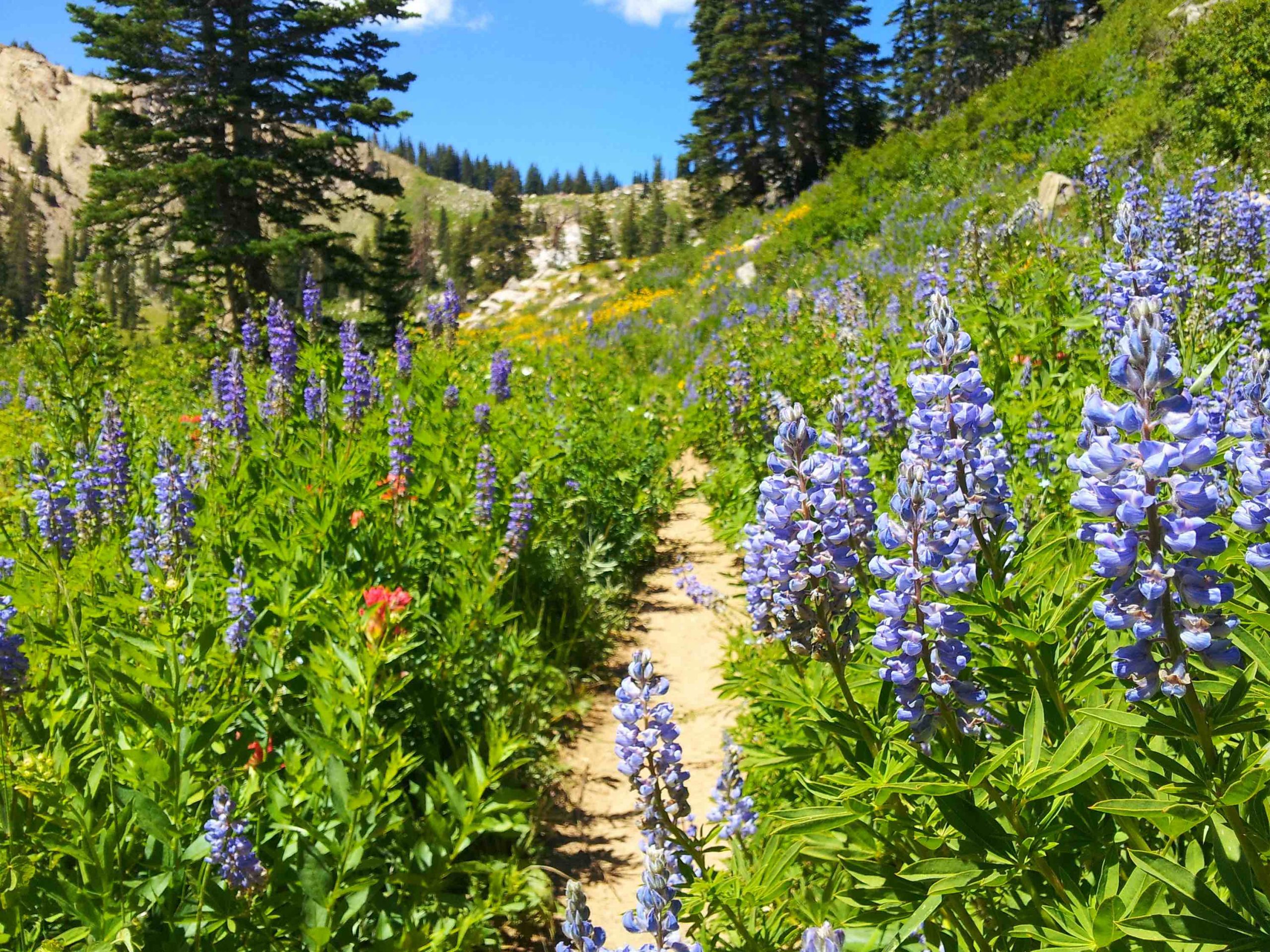 Former Zappos CEO Tony Hsieh Dies Without A Will—Part 1 | Shin Law ...